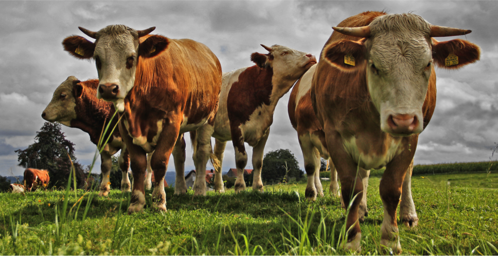 CPC to Auction Three Queensland Cattle Stations, Cattle | Global ...