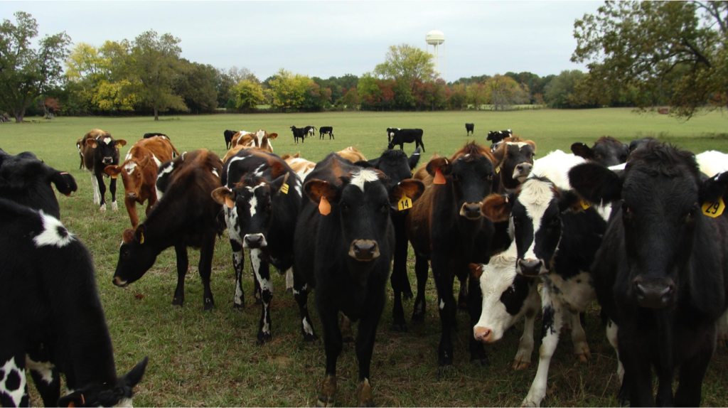 15 Minutes With… CEO Craig Piggott of Halter of New Zealand | Global ...