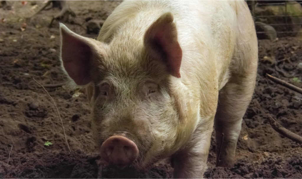 Wind Point Partners Acquires Evans Food Group | Global AgInvesting