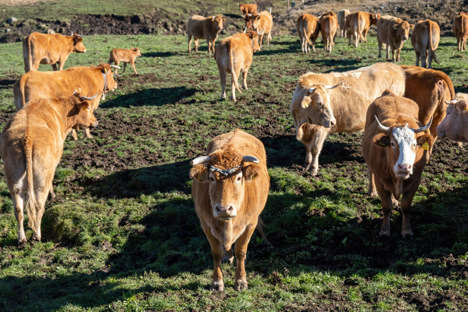 McDonald’s, NFWF Join $200M Regenerative Push for American Cattle Ranches