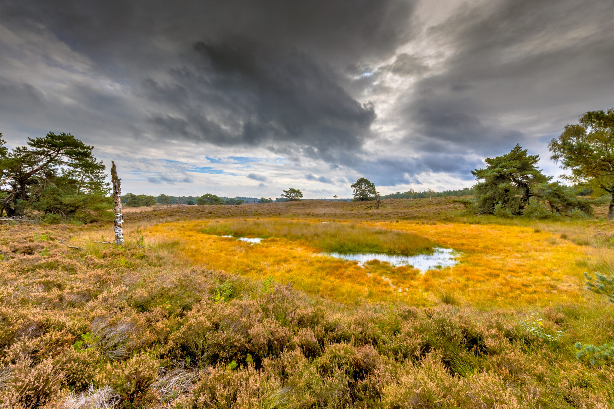 BNP Paribas’ AXA IM Backs Company to Restore US Peatlands