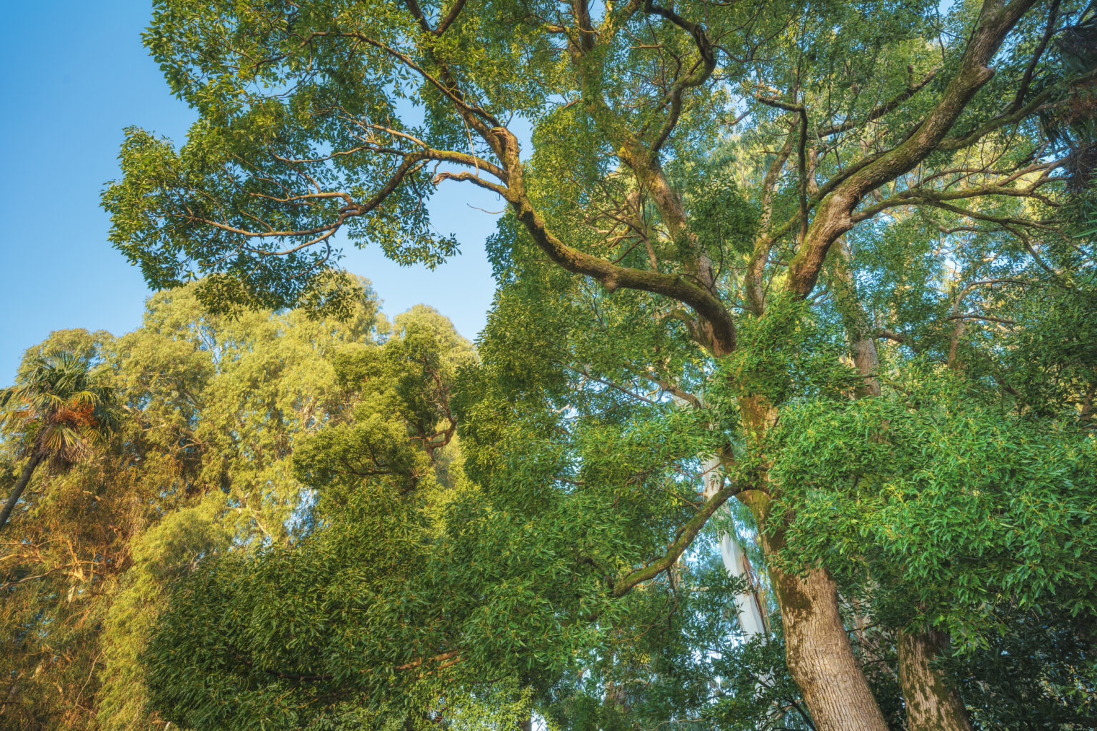 Manulife IM Scoops Up 18,000 Acres of Timberland From New Forests