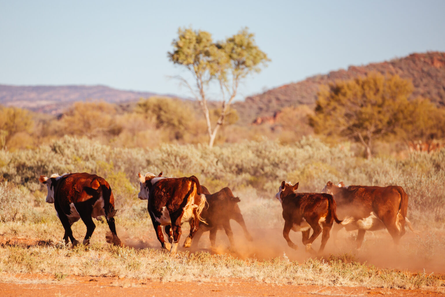 Australia’s Nbryo Secures A$10M to Propel Genetic Improvement in Cattle
