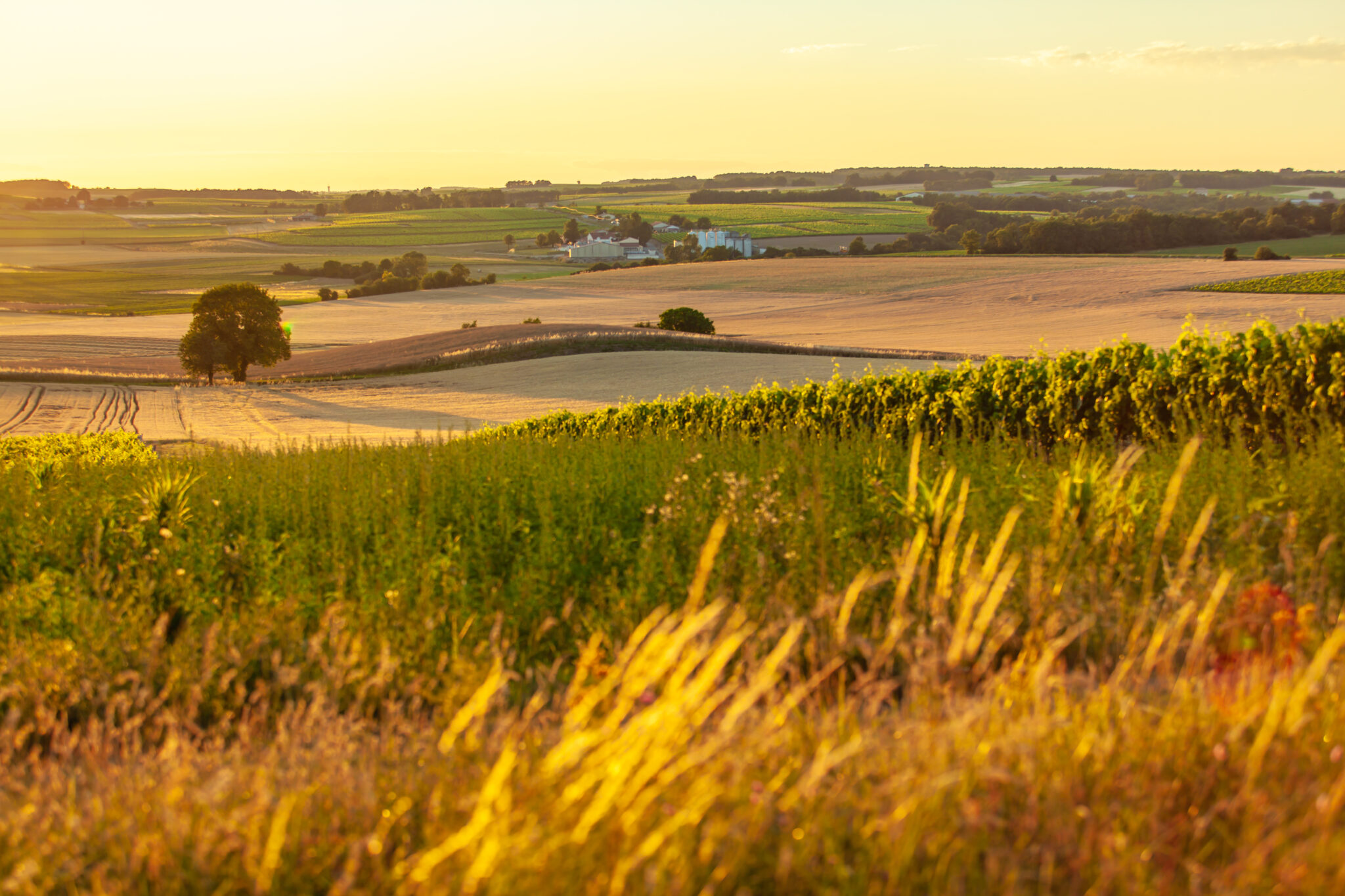 Paine Schwartz Exits Biological Crop Holding in Sale to BASF Ag Solutions